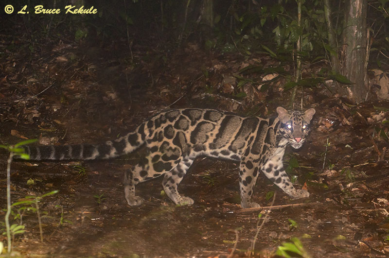 Nikon D90 catches a rare 'clouded leopard'...! - Camtrapper