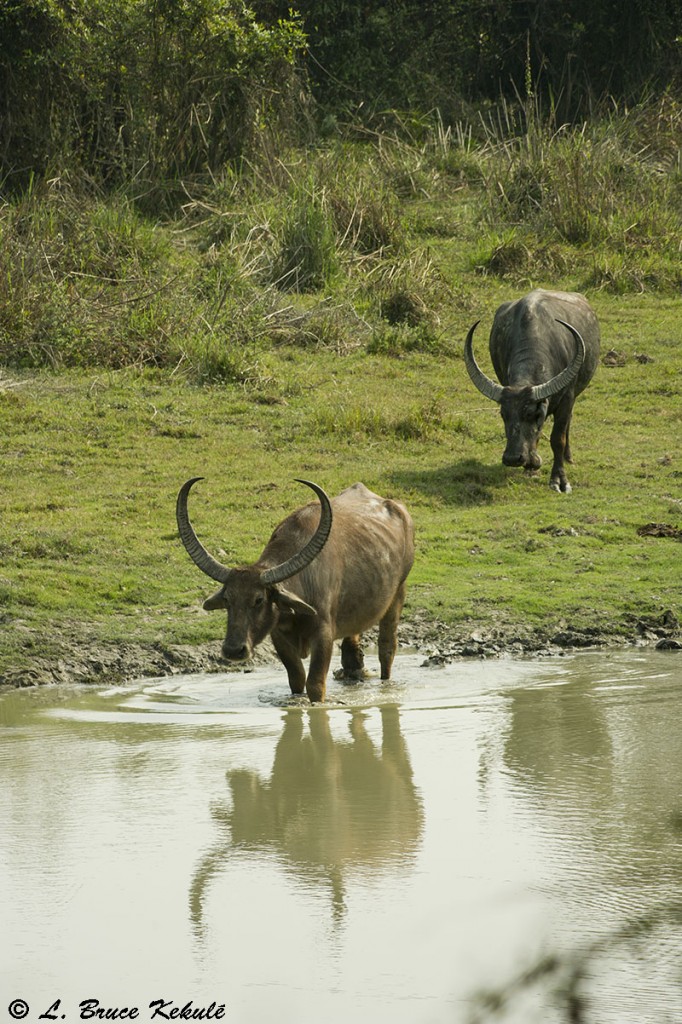 Wild water buffalo | Wildlife Photography in Thailand and Southeast Asia