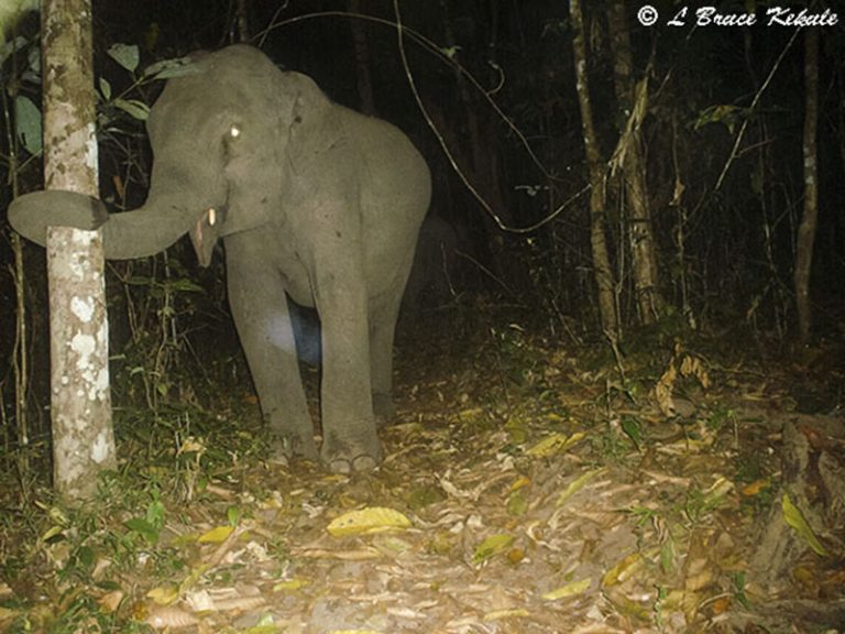 camera-trapping | Wildlife Photography in Thailand and Southeast Asia
