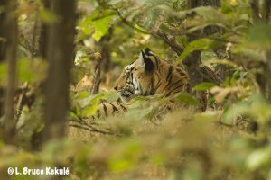 camera-trap | Wildlife Photography in Thailand and Southeast Asia