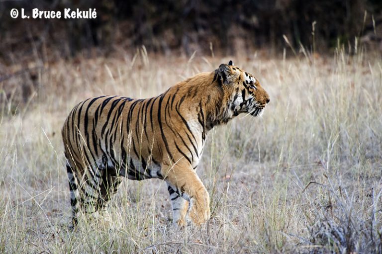 camera-trap | Wildlife Photography in Thailand and Southeast Asia