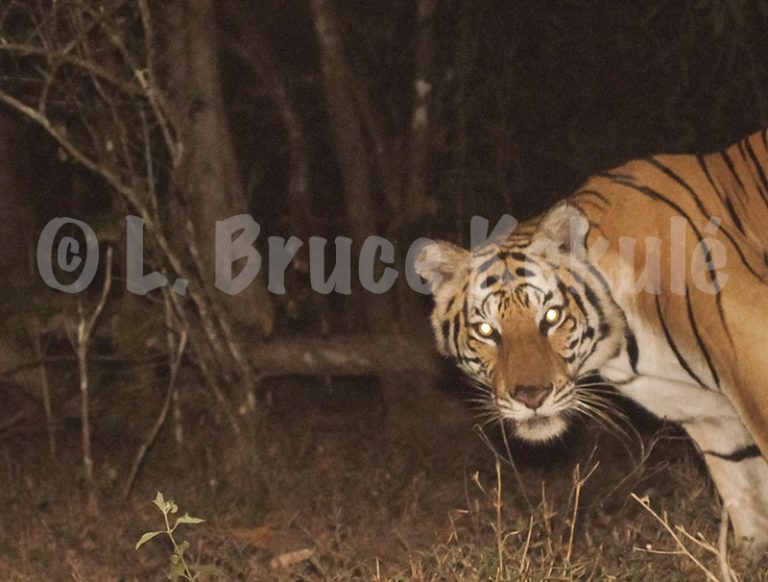 tiger | Wildlife Photography in Thailand and Southeast Asia