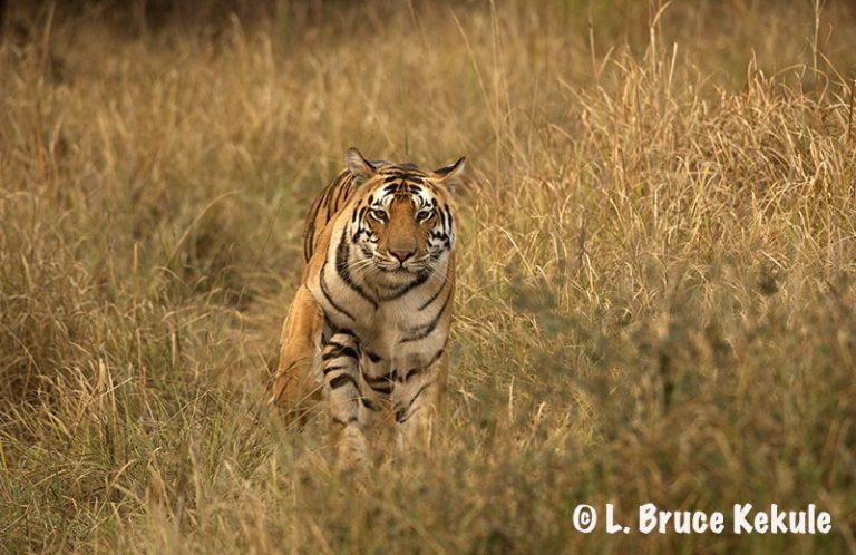 tiger | Wildlife Photography in Thailand and Southeast Asia